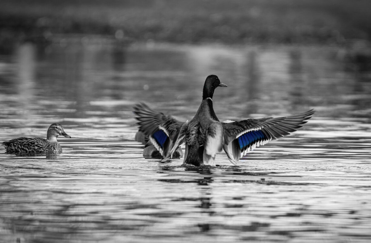 Picture-Perfect: Digital Perspectives students progress to next level ...